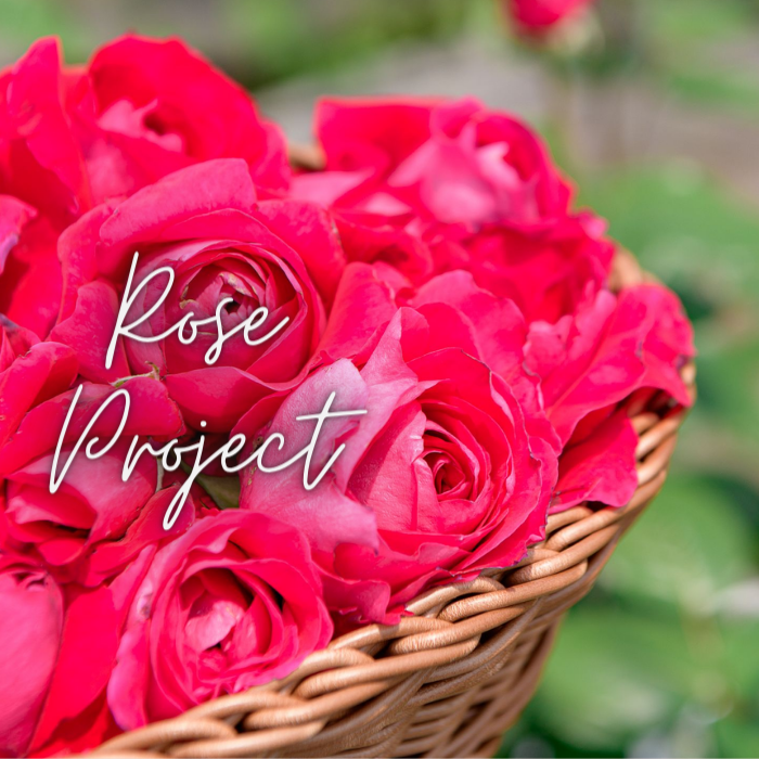 Rose Cheekの「参加プロジェクト」 | Rose Cheek